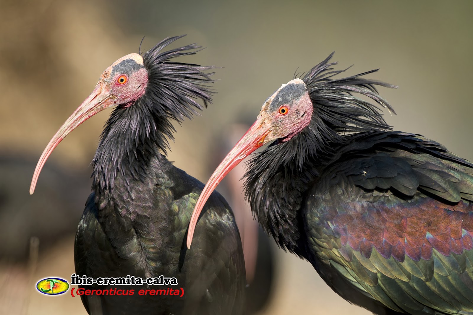 Zoologia: Íbis-eremita-calvo (Geronticus eremita)